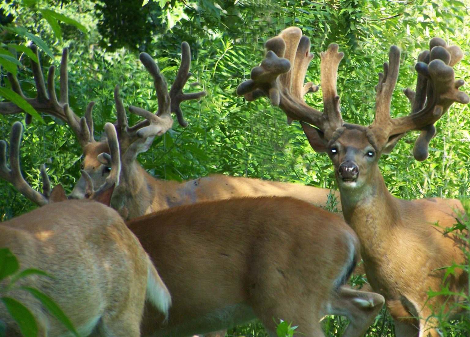 Trophy Whitetail Deer Hunts in Illinois | Samsons Ridge