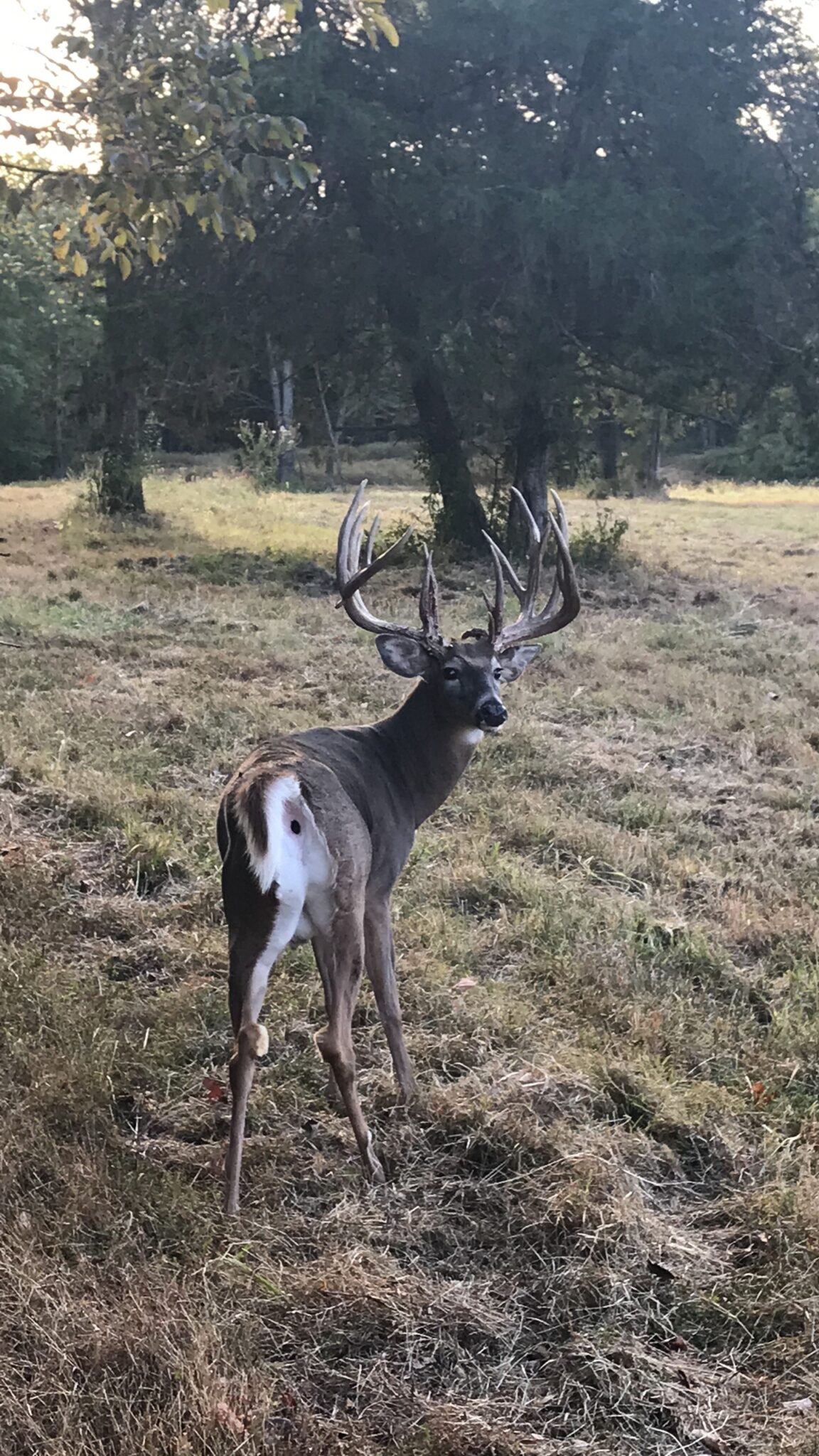 Trophy Whitetail Deer Hunts in Illinois | Samsons Ridge